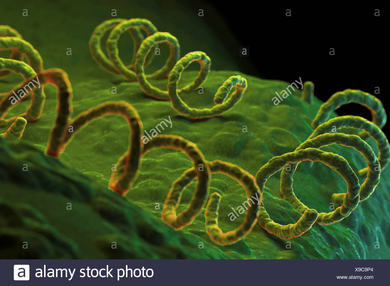 Treponema High Resolution Stock Photography and Images - Alamy