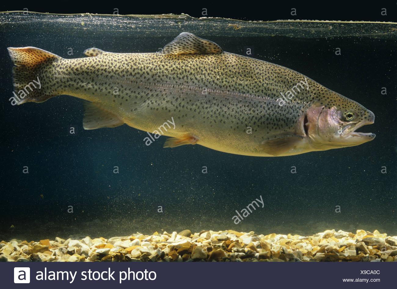 Mouth Breeding Fish High Resolution Stock Photography and Images - Alamy