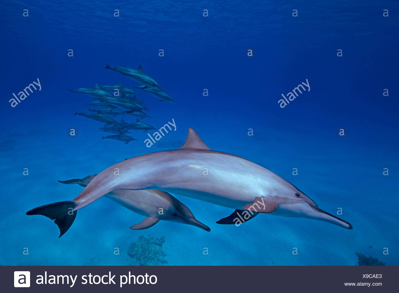 Aegyptischer High Resolution Stock Photography and Images - Alamy