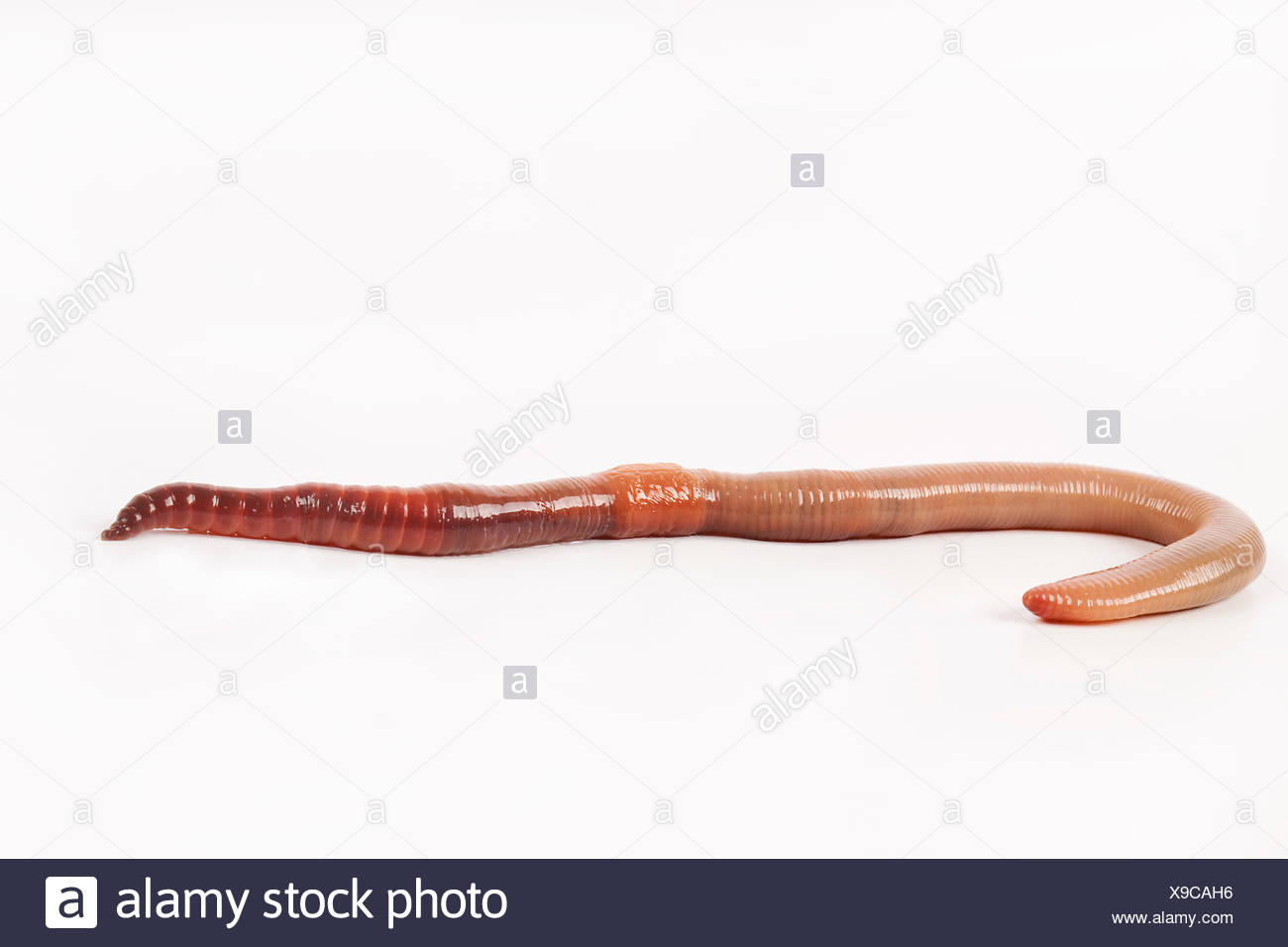 Ringelwurm Stock Photos & Ringelwurm Stock Images - Alamy