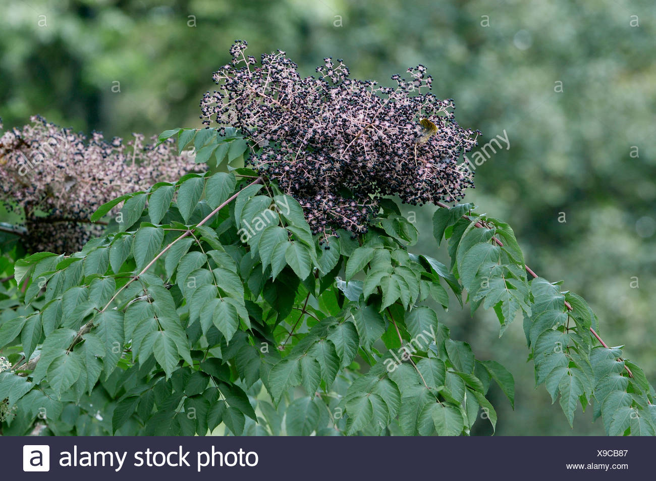 Japanese Angelica Tree High Resolution Stock Photography and Images - Alamy