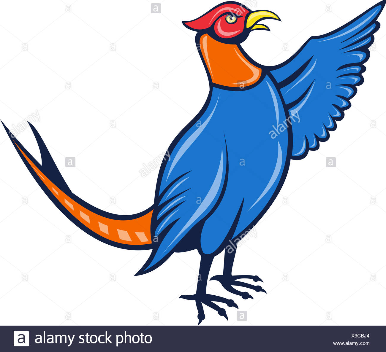 Pheasant Illustration High Resolution Stock Photography and Images - Alamy