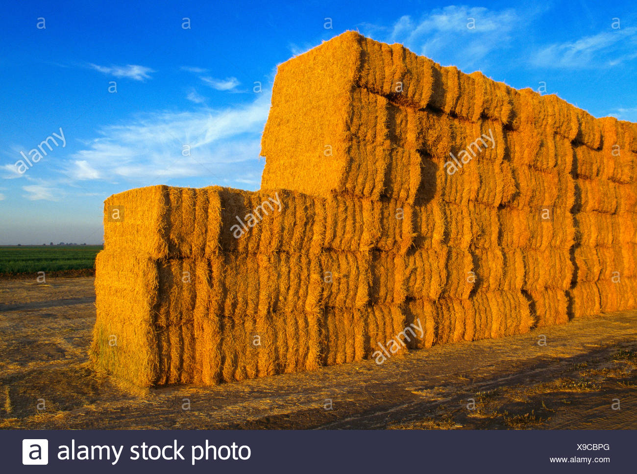 Alfalfa Hay Bales High Resolution Stock Photography and Images - Alamy