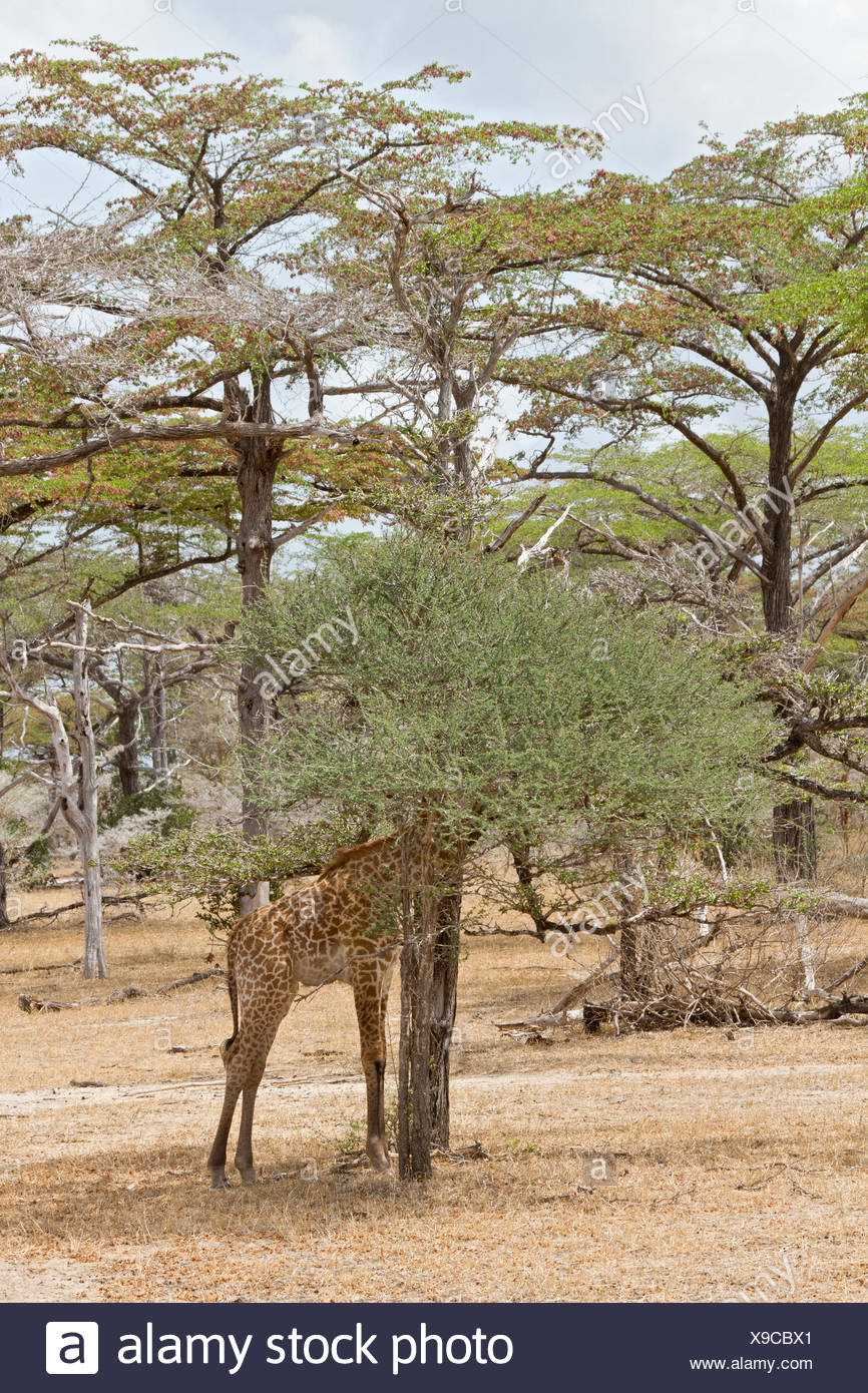 Giraffe Behind Tree Stock Photos & Giraffe Behind Tree Stock Images - Alamy