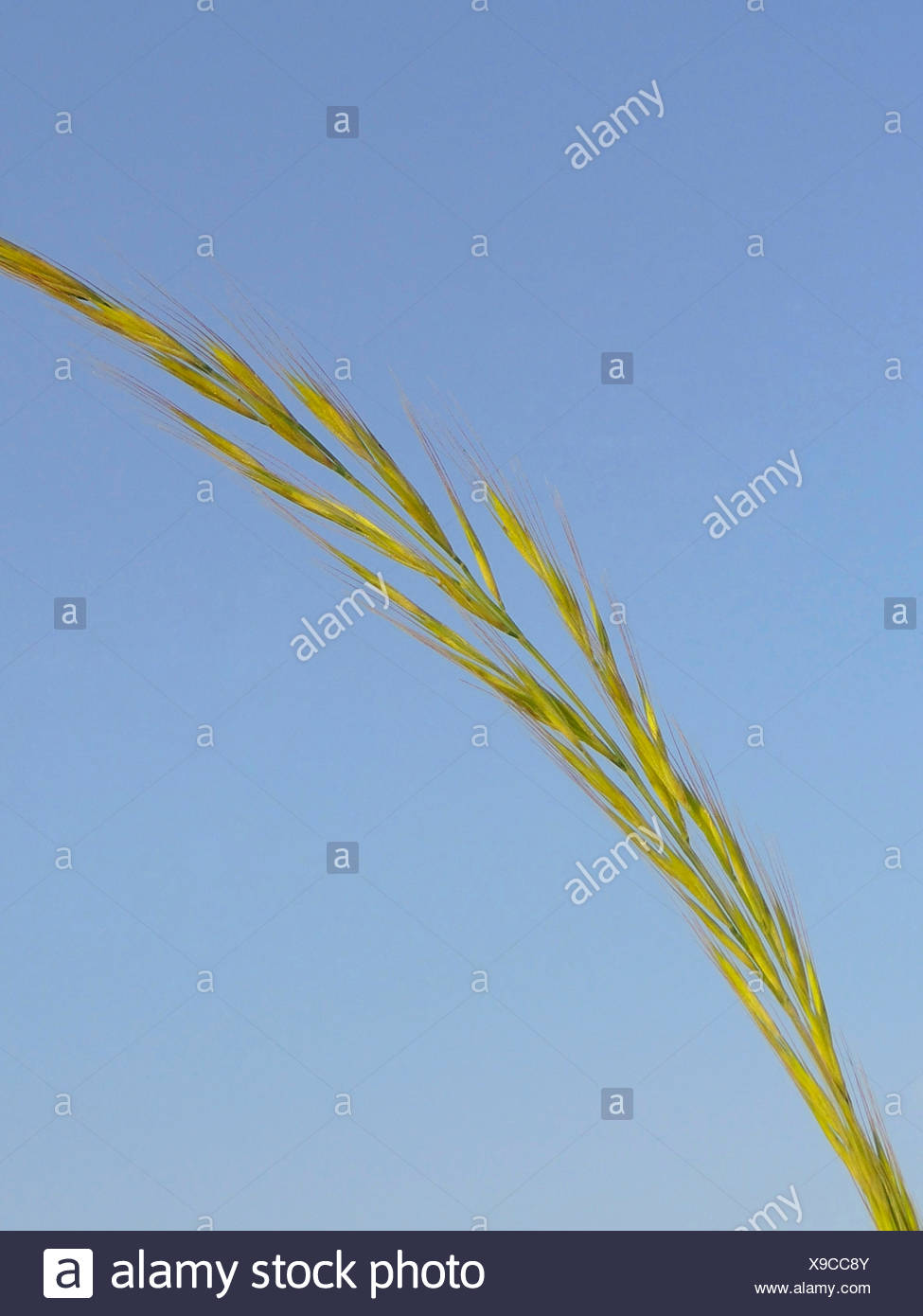 Blue Fescue Grasses High Resolution Stock Photography and Images - Alamy