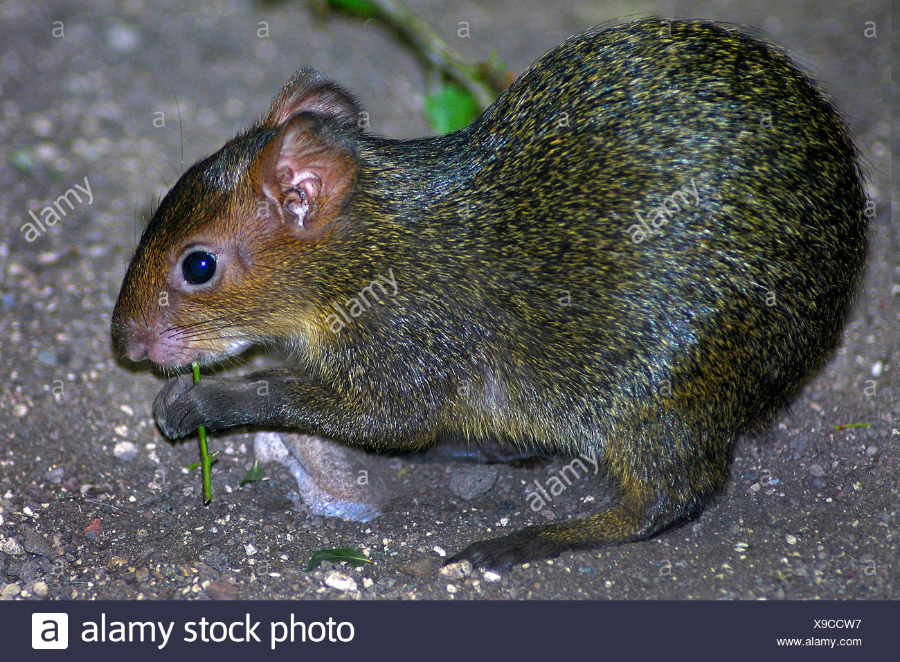 Orange Agouti High Resolution Stock Photography and Images - Alamy