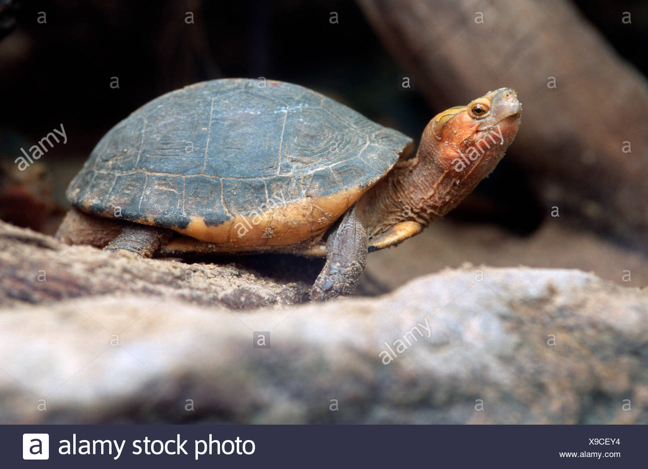 Box Turtle Eating High Resolution Stock Photography and Images - Alamy