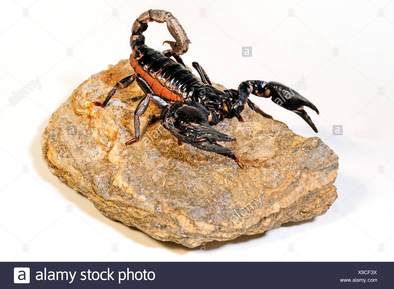 Giant Blue Scorpion High Resolution Stock Photography and Images - Alamy