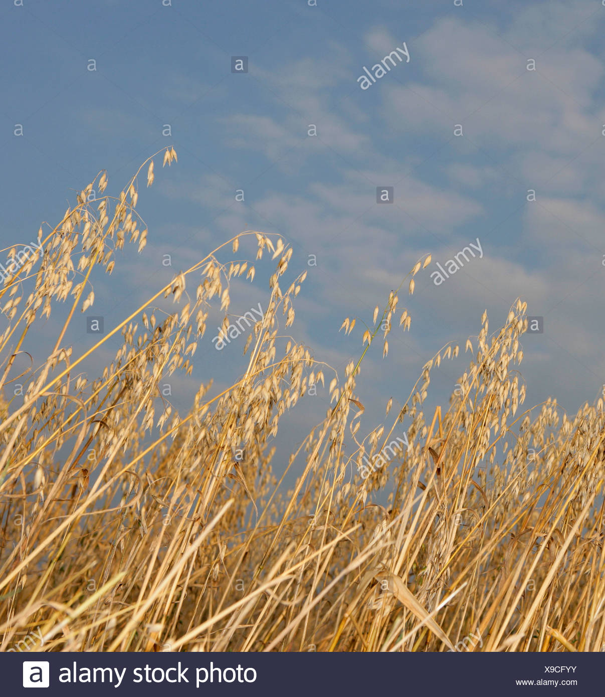 Oats Growing Stock Photos & Oats Growing Stock Images - Alamy