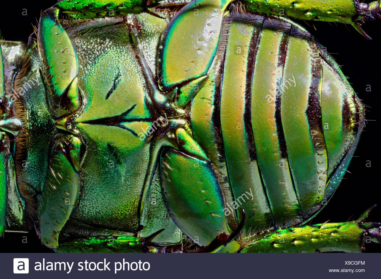 Chrysina Stock Photos & Chrysina Stock Images - Alamy
