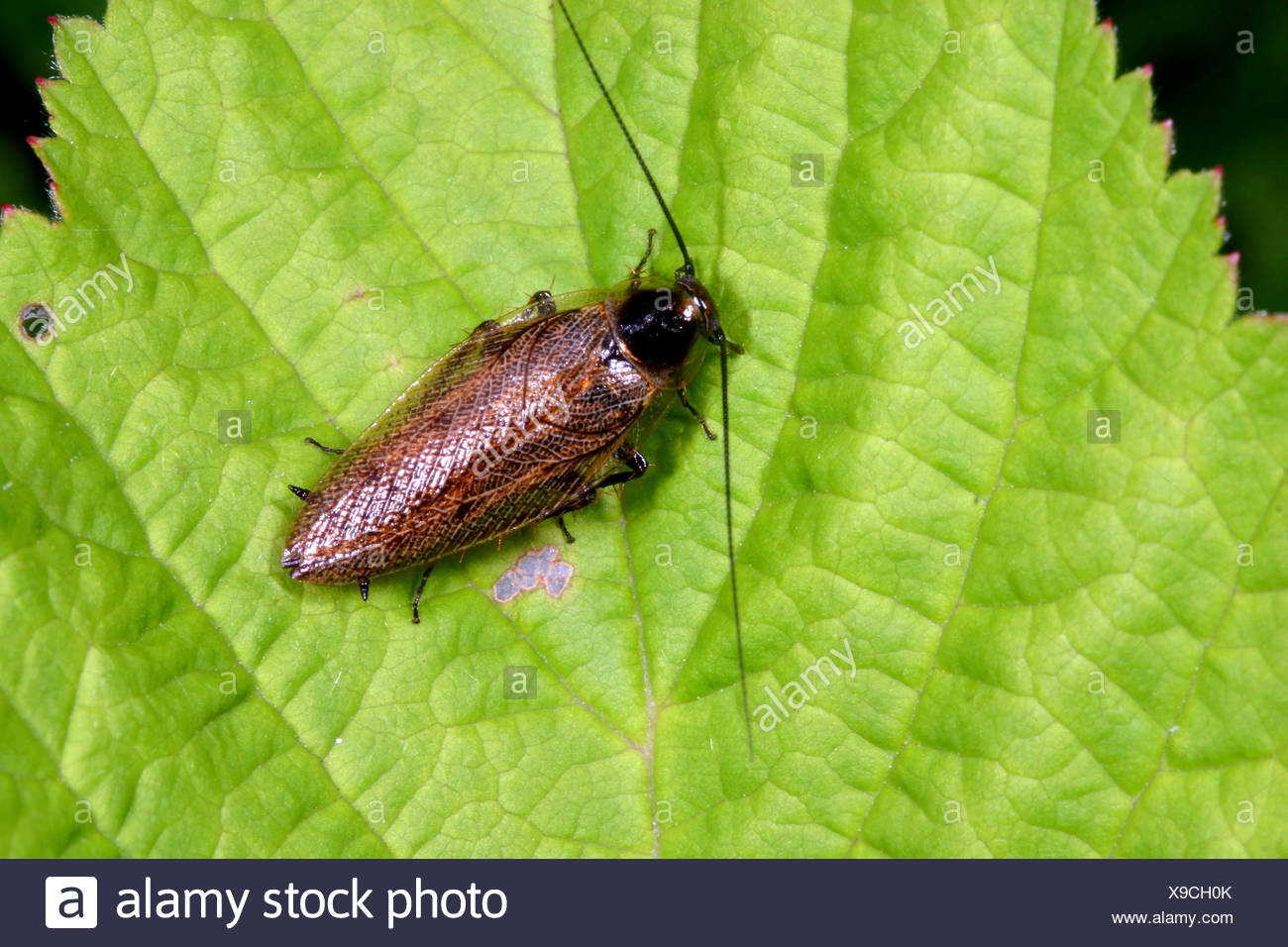 German Cockroaches High Resolution Stock Photography and Images - Alamy
