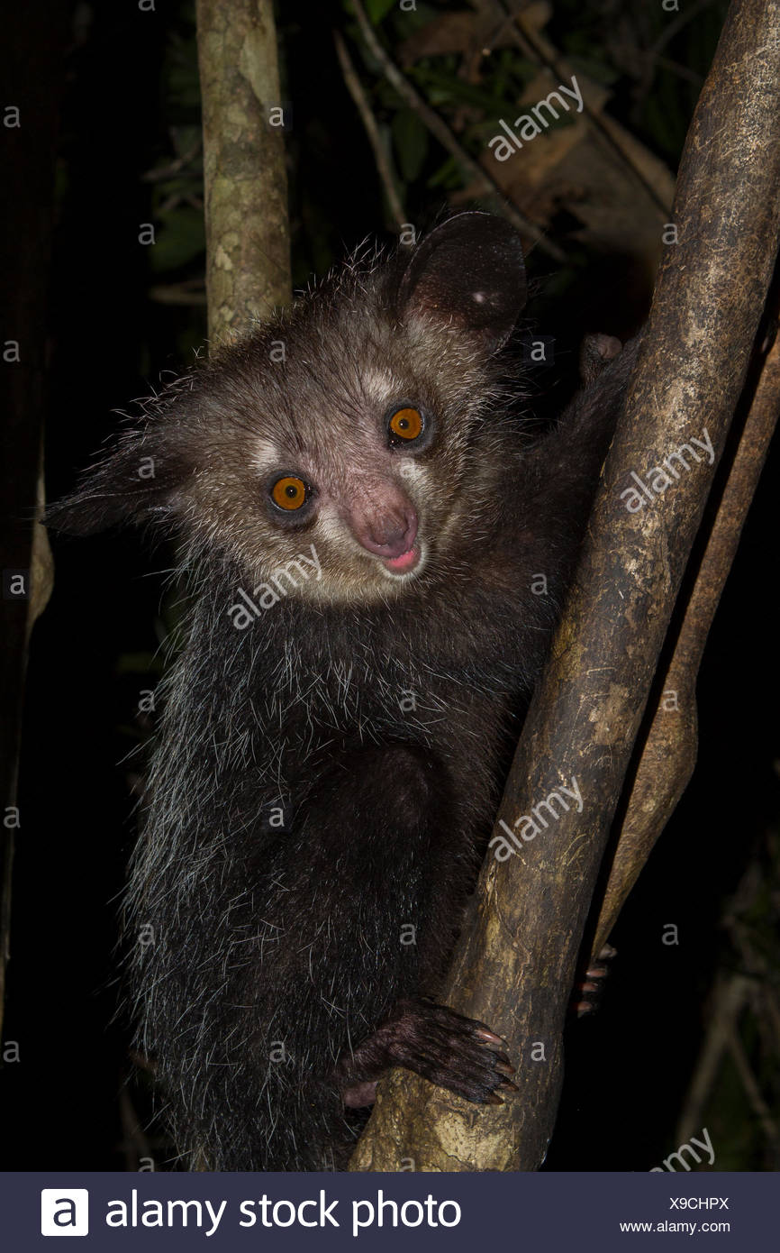Aye Aye Daubentonia Madagascariensis Stock Photos & Aye Aye Daubentonia ...