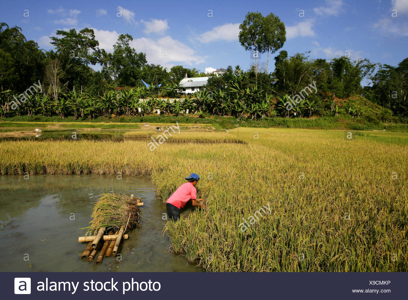Boy In Rice Field High Resolution Stock Photography and Images - Alamy