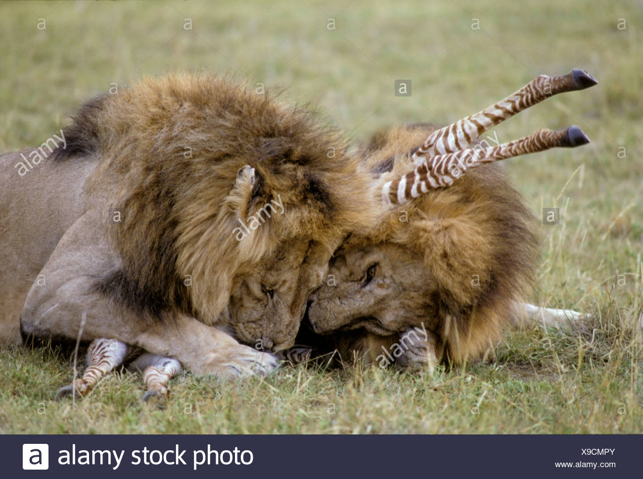Lioness Killing Zebra High Resolution Stock Photography and Images - Alamy