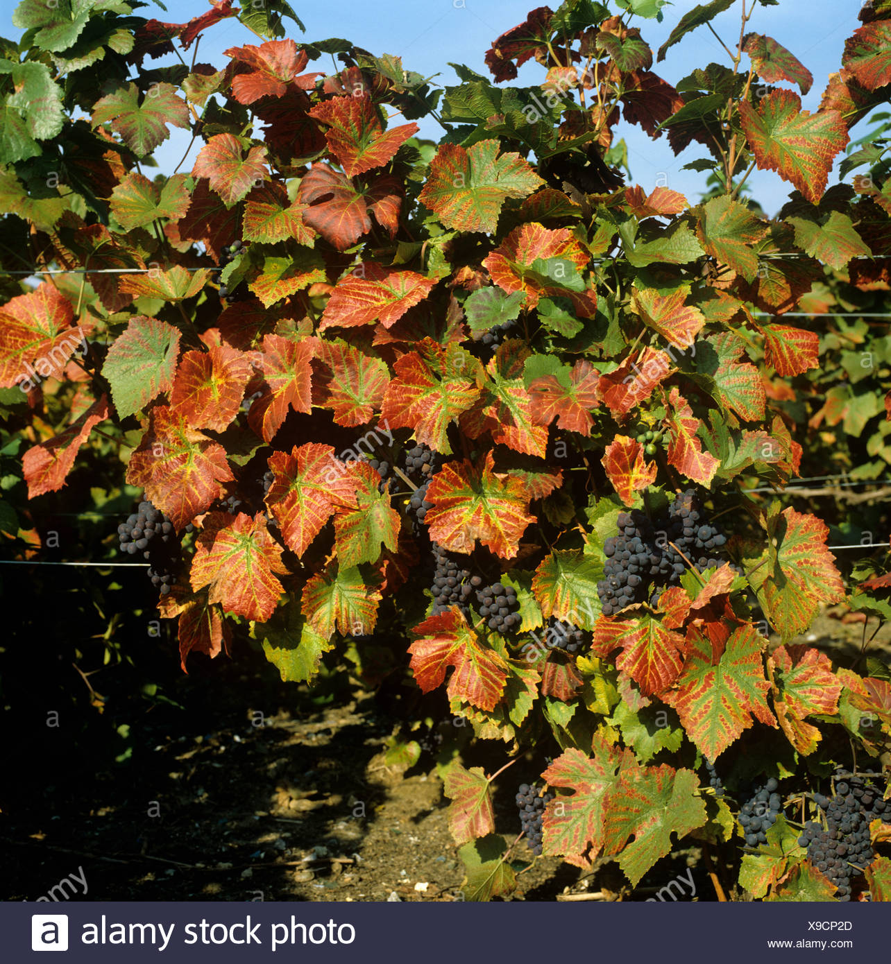 Magnesium Deficiency Leaves High Resolution Stock Photography and ...