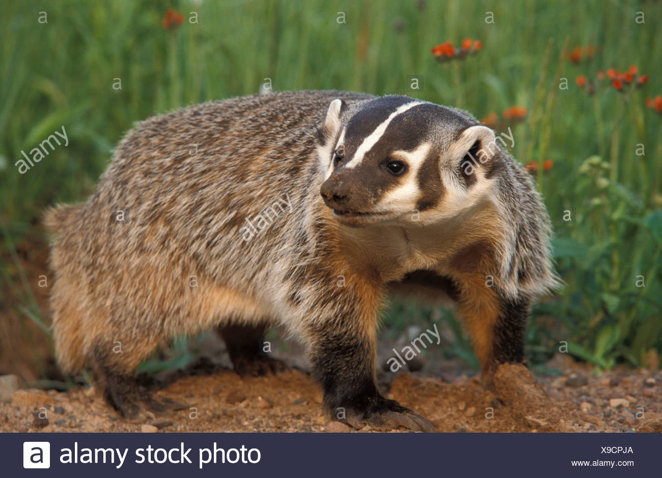 Badger Digging Stock Photos & Badger Digging Stock Images - Alamy