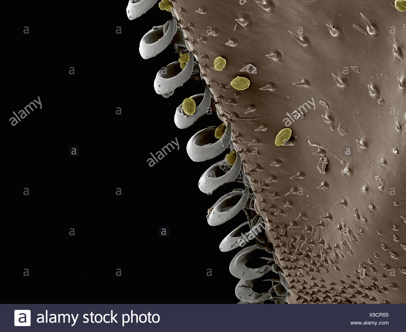 Electron Microscope Pollen High Resolution Stock Photography and Images ...