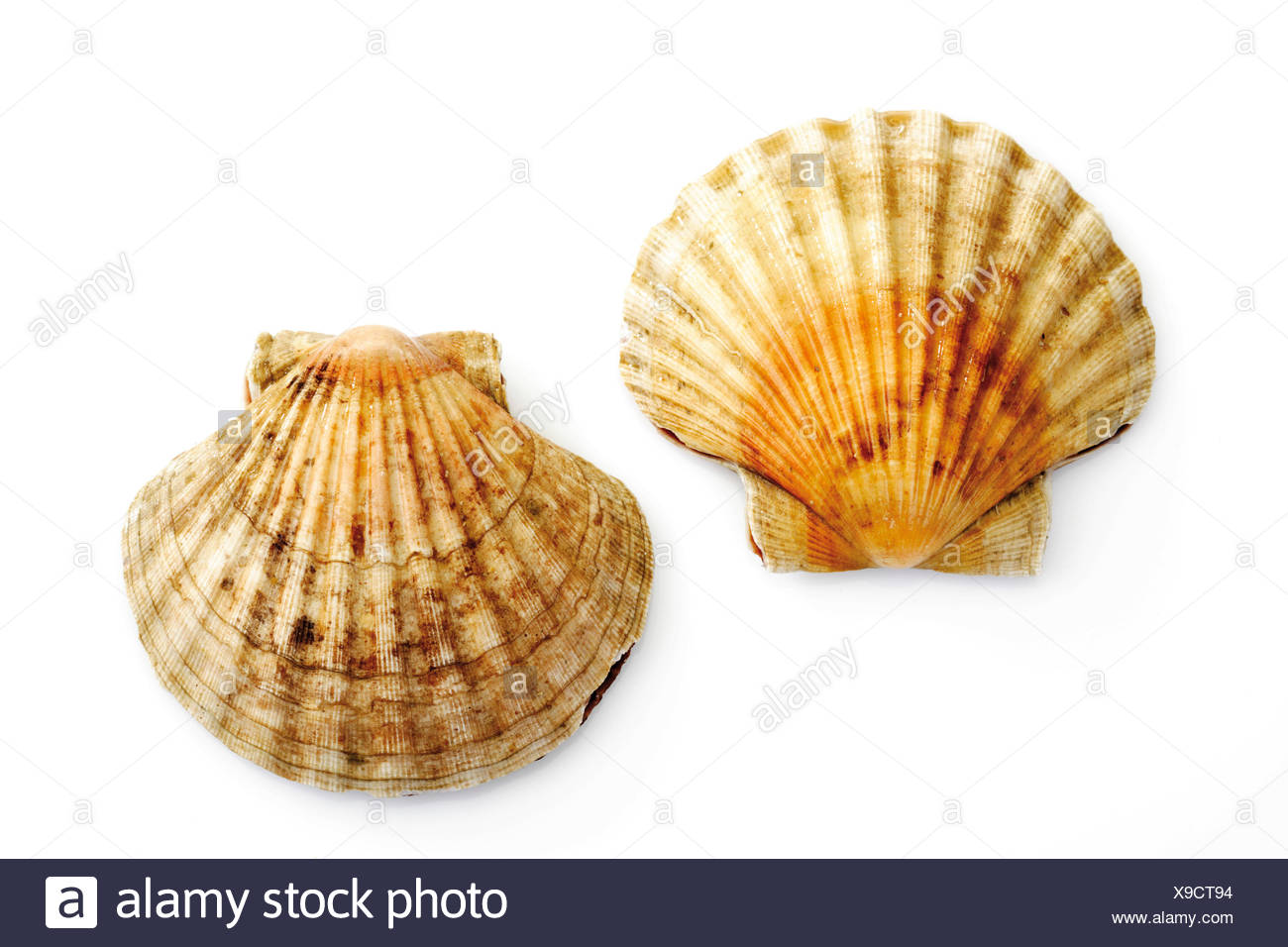 Venus Clam Stock Photos & Venus Clam Stock Images - Alamy