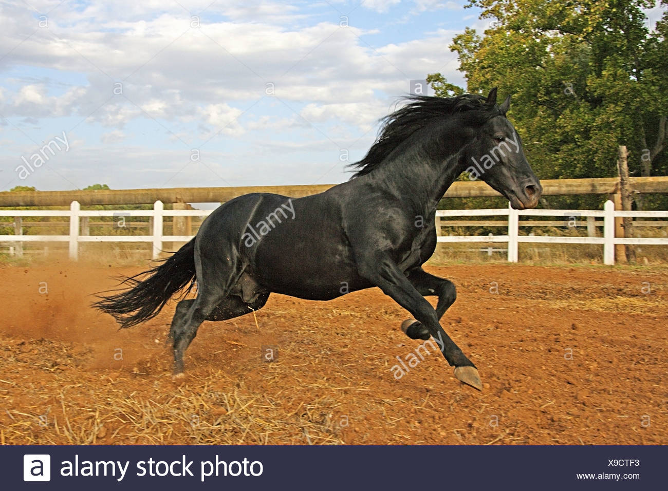 Black Horse Galloping High Resolution Stock Photography and Images - Alamy