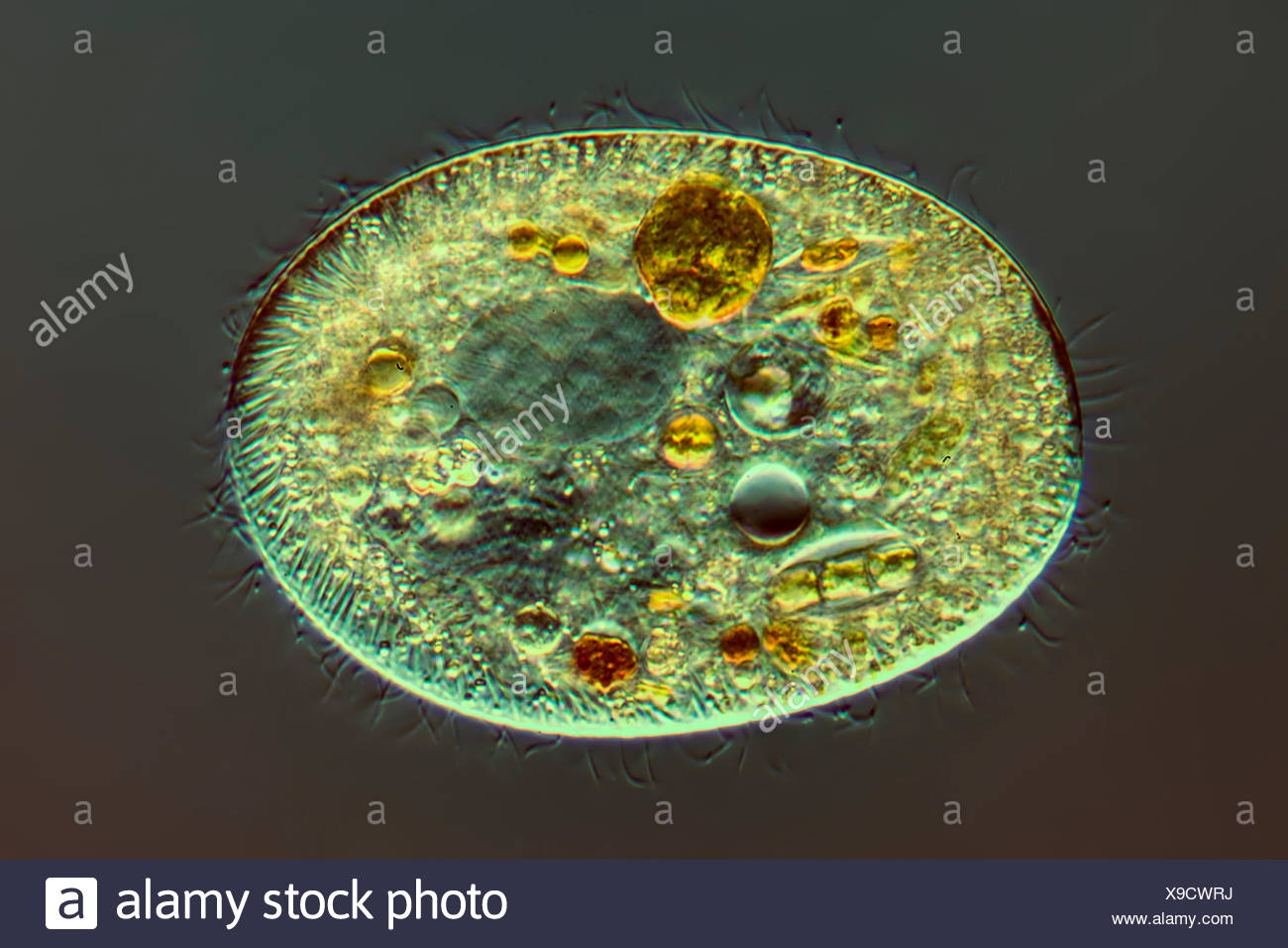 Ciliates High Resolution Stock Photography and Images - Alamy