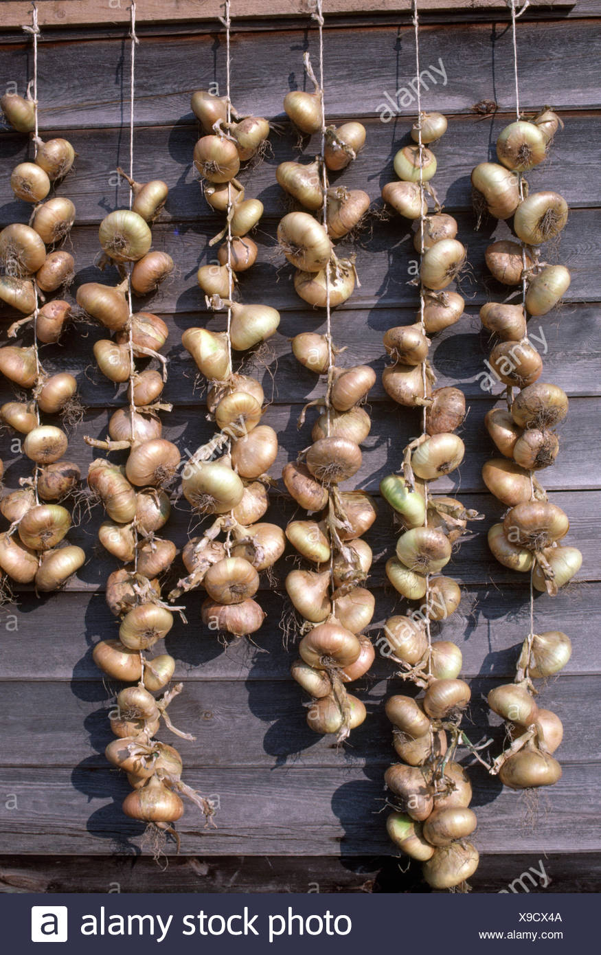 Strings Of Onions Stock Photos & Strings Of Onions Stock Images - Alamy