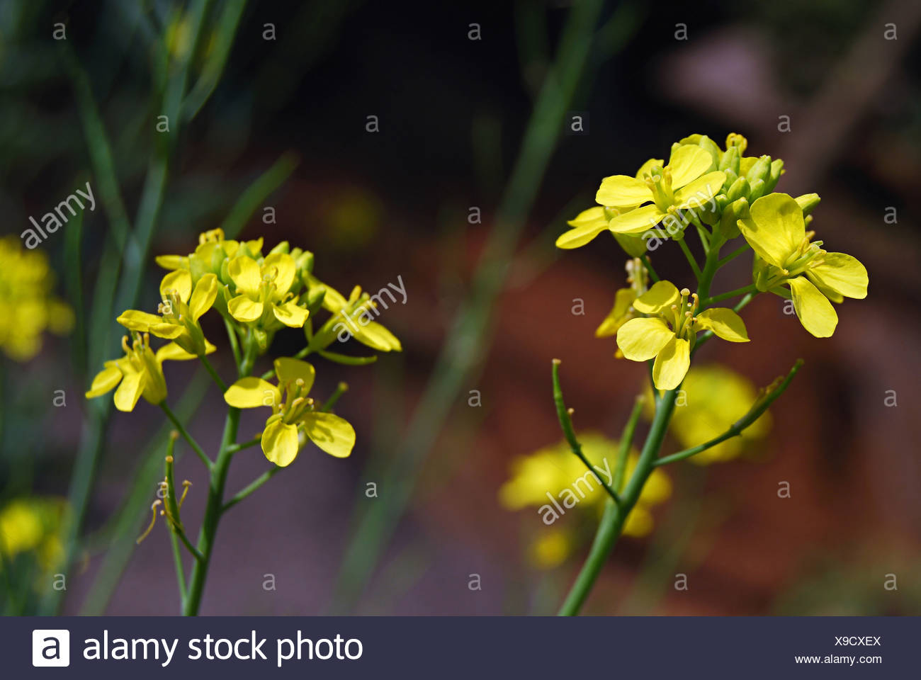 Plant Of Gram Stock Photos & Plant Of Gram Stock Images - Alamy