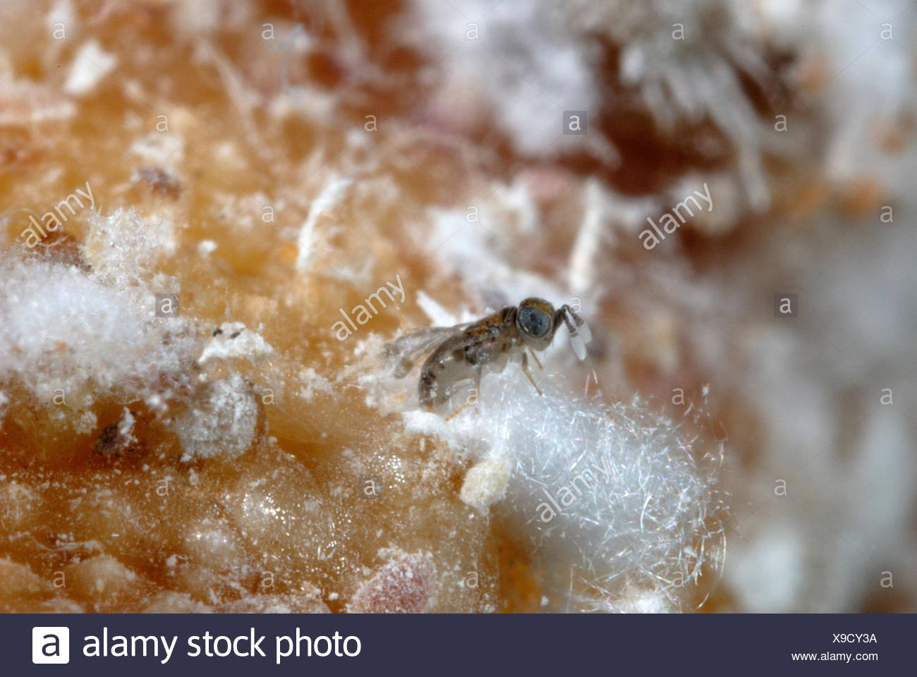 Parasitoid Wasp High Resolution Stock Photography and Images - Alamy