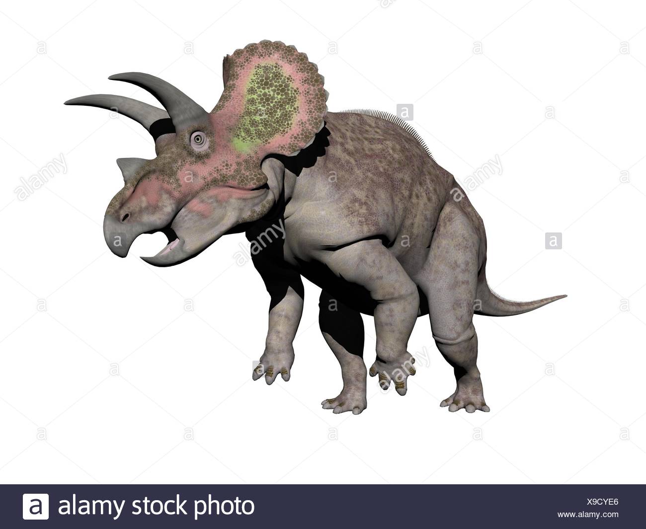 Triceratops Dinosaur Stock Photos & Triceratops Dinosaur Stock Images ...
