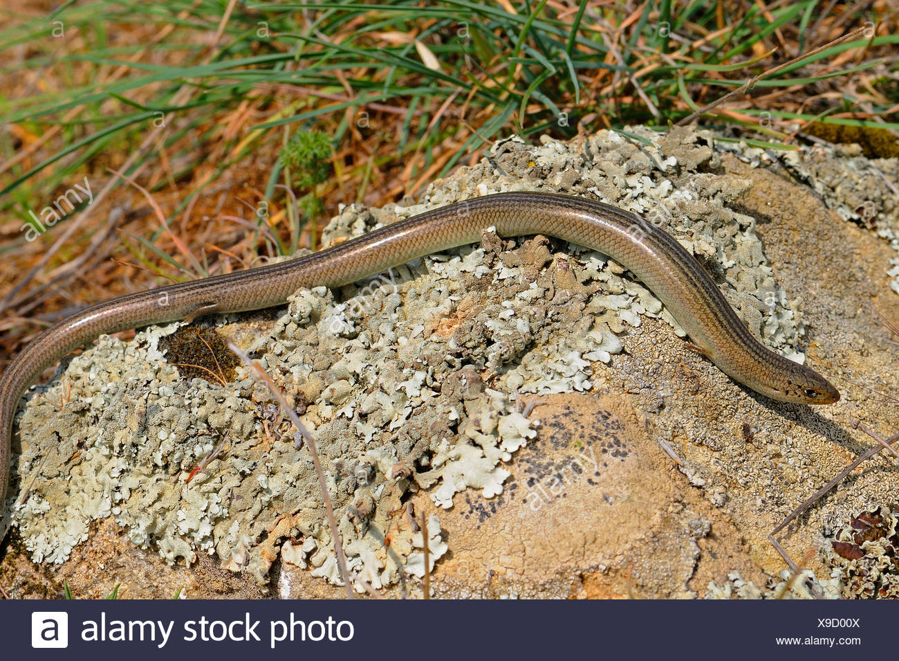 Western Three Toed Skink High Resolution Stock Photography and Images ...