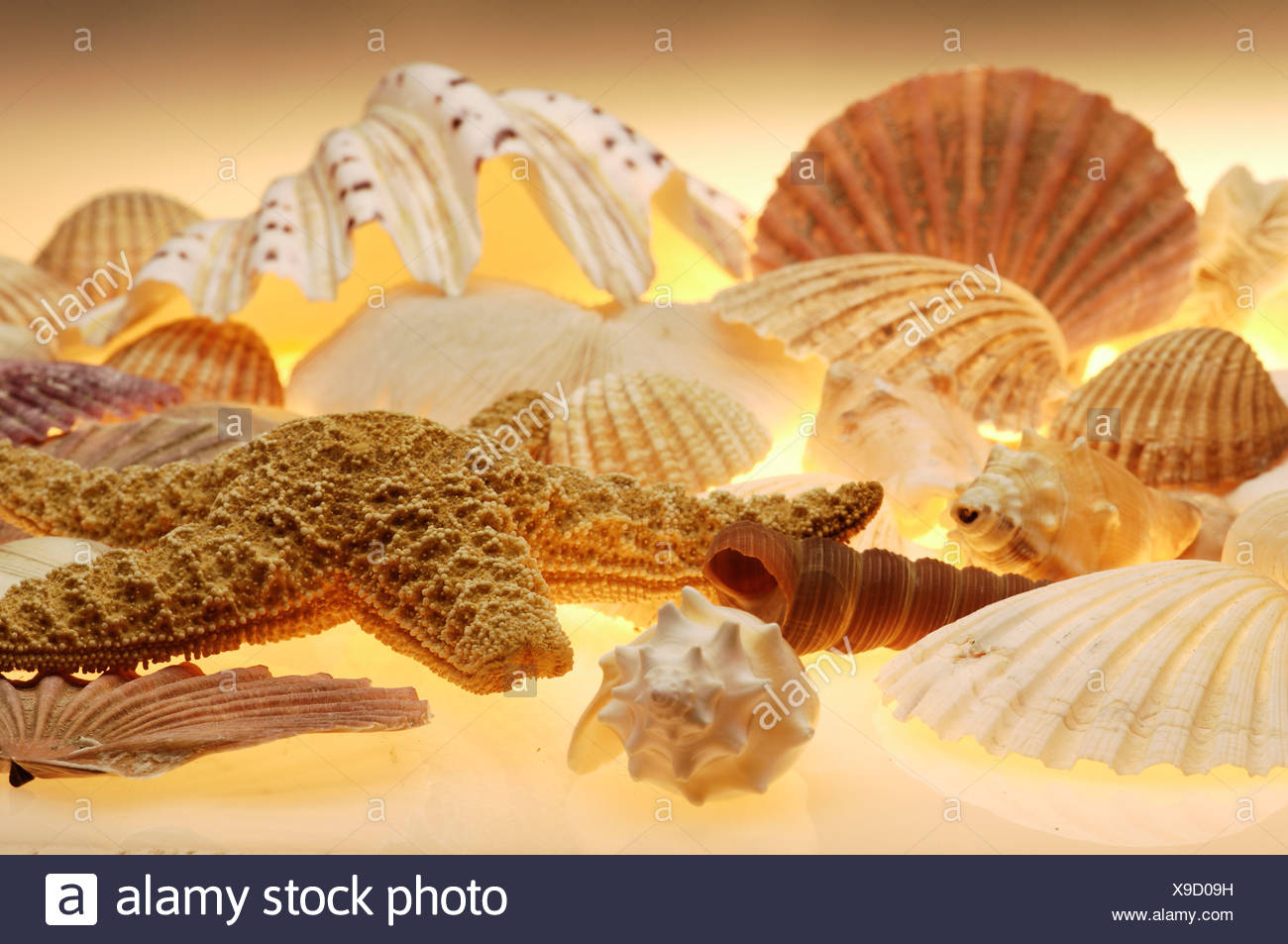 Kinds Of Sea Shells High Resolution Stock Photography and Images - Alamy