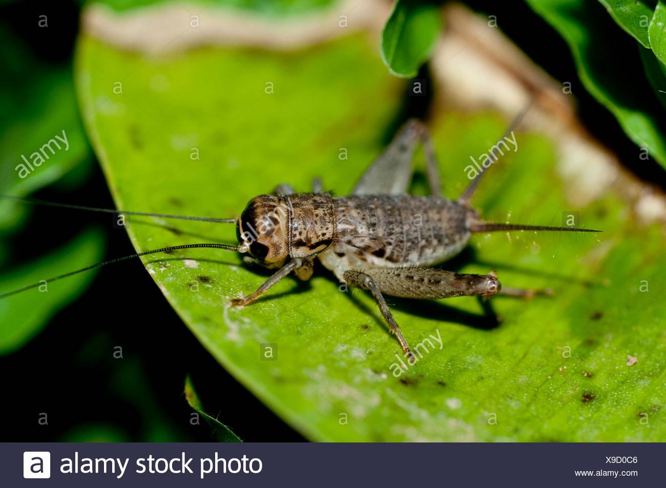 Gryllidae Stock Photos & Gryllidae Stock Images - Alamy