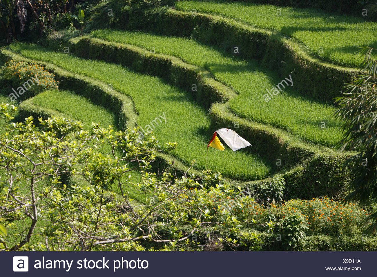 Rice Cultivation In Asia High Resolution Stock Photography and Images ...