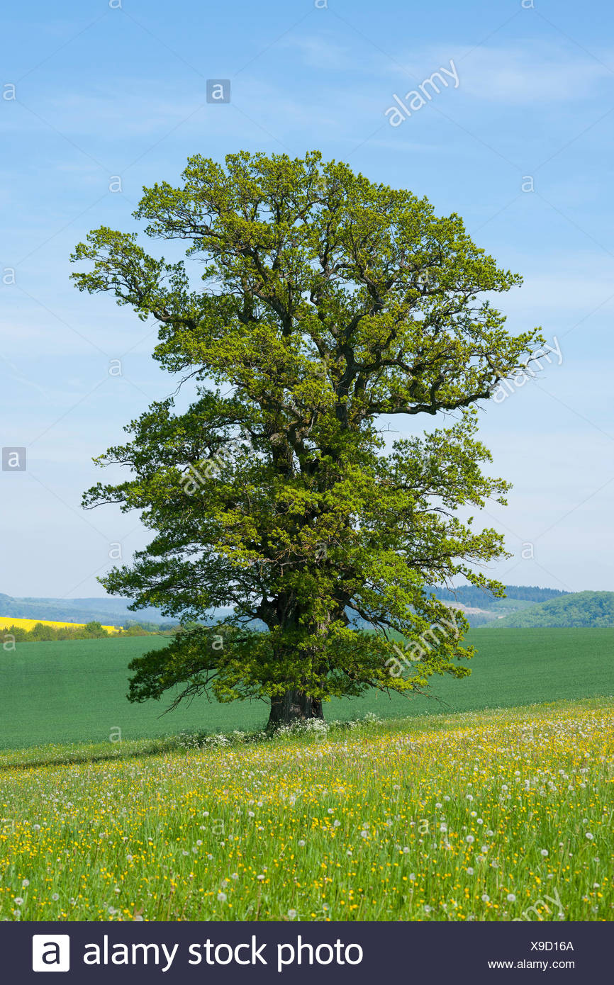 English Landscape Oak Tree High Resolution Stock Photography and Images ...