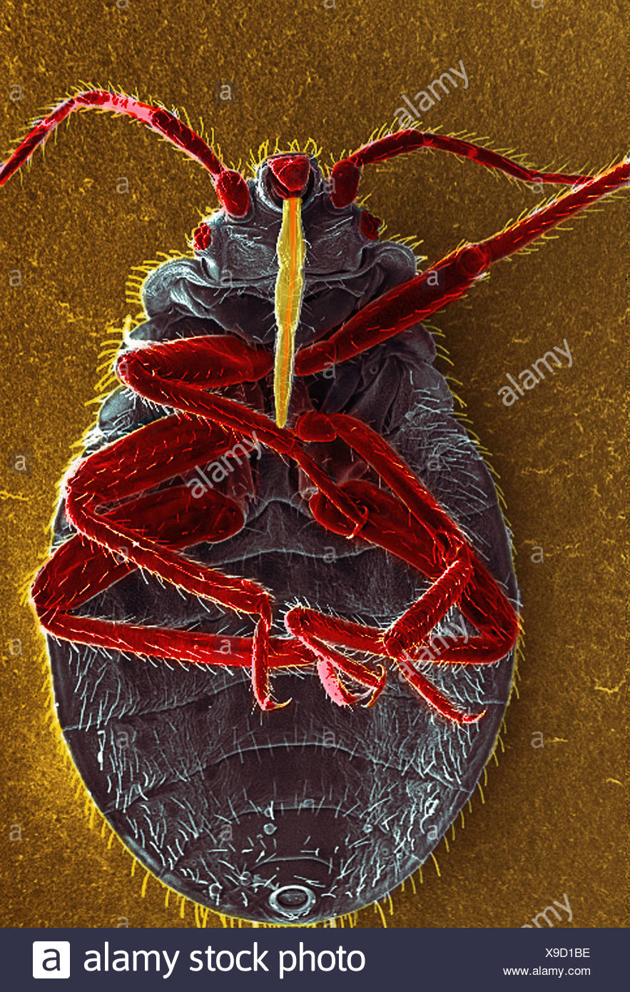 Cimex Lectularius High Resolution Stock Photography and Images - Alamy