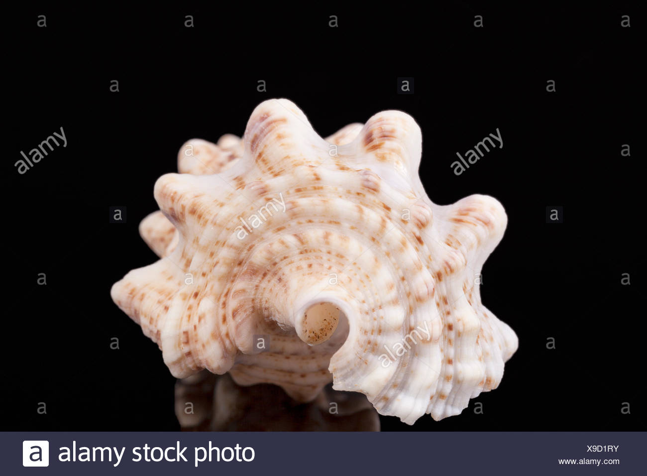 Auger Snail High Resolution Stock Photography and Images - Alamy