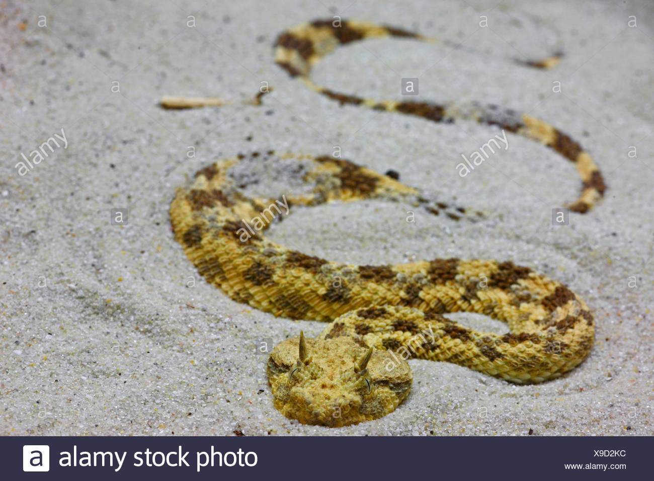 African Viper High Resolution Stock Photography and Images - Alamy