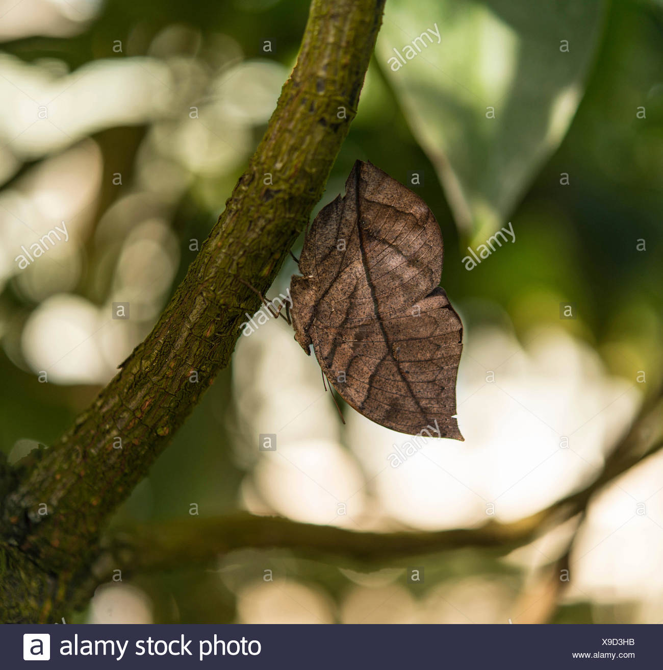 Leafwings High Resolution Stock Photography and Images - Alamy