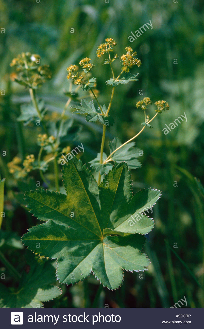 Glabrous High Resolution Stock Photography and Images - Alamy