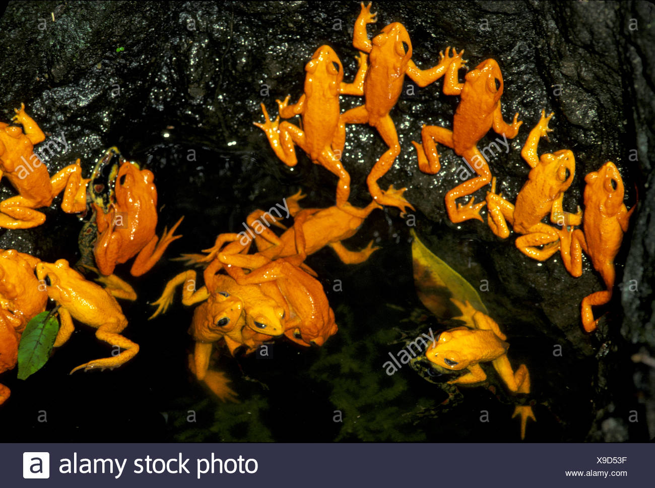 Golden Toad Stock Photos & Golden Toad Stock Images - Alamy