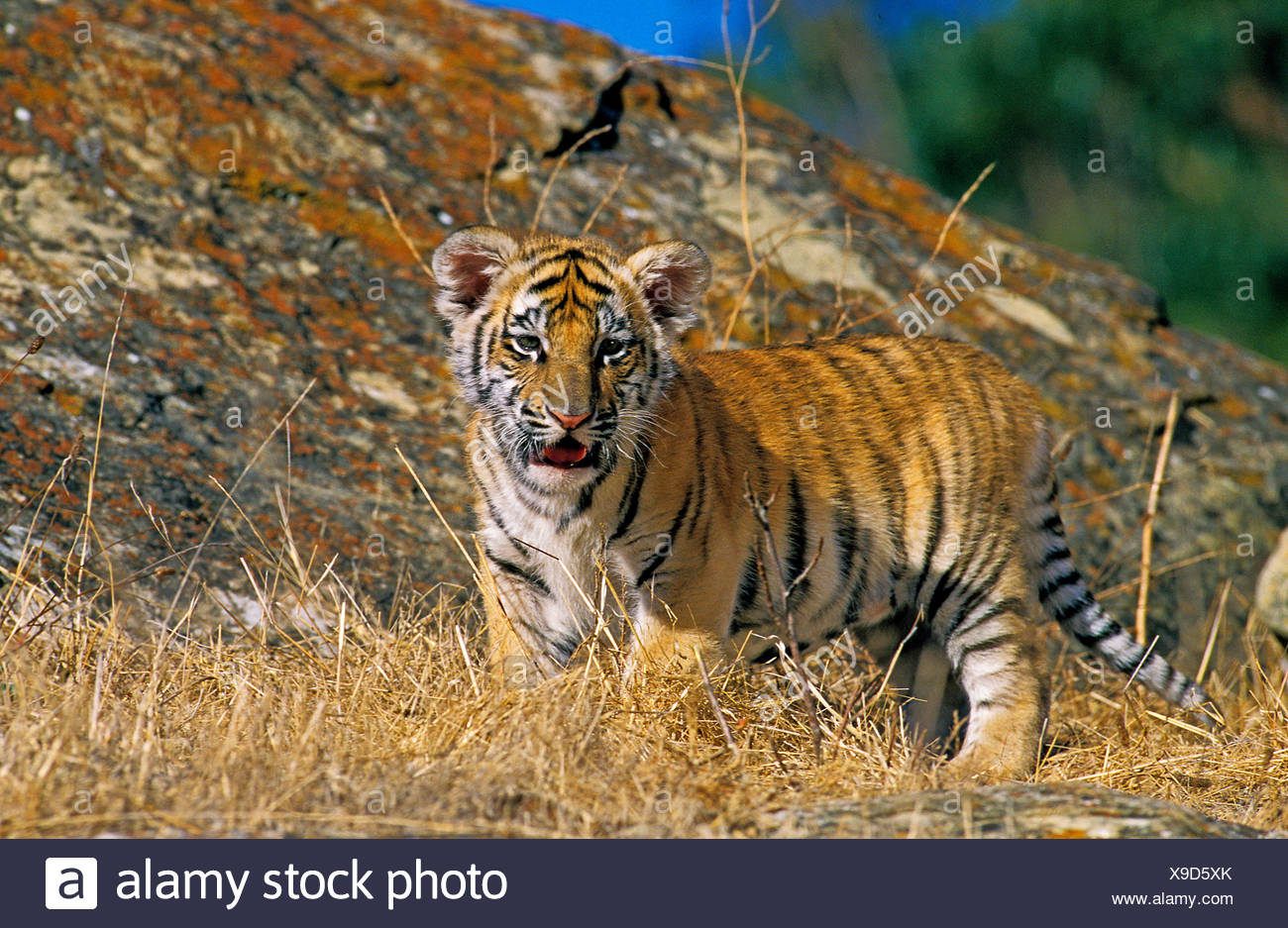 Panthera Tigris Tigris Bengal Cub Stock Photos & Panthera Tigris Tigris ...