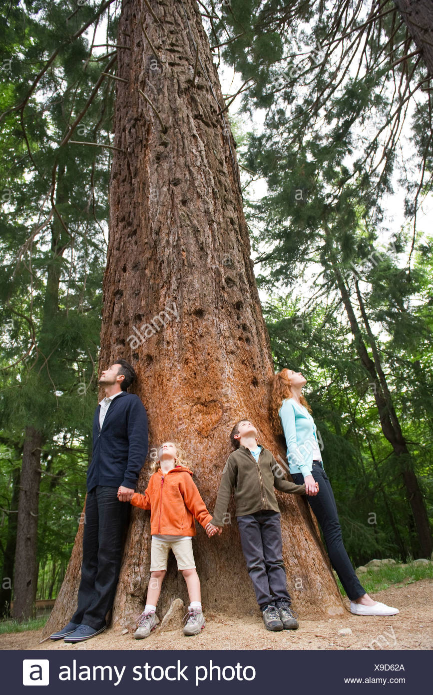 Tall Standing Tree High Resolution Stock Photography and Images - Alamy