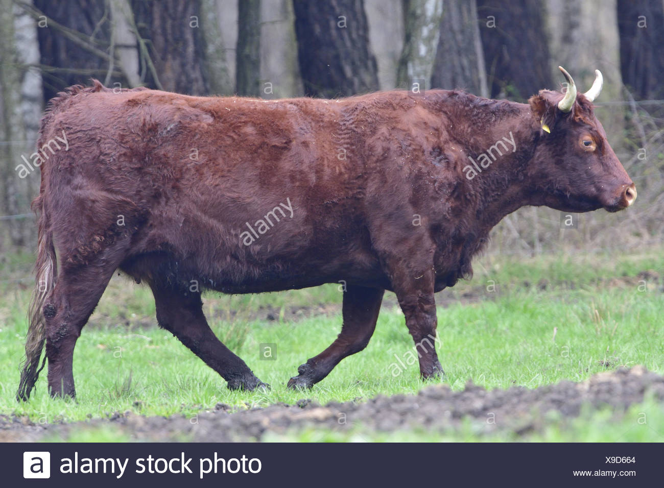 Breed Salers High Resolution Stock Photography and Images - Alamy