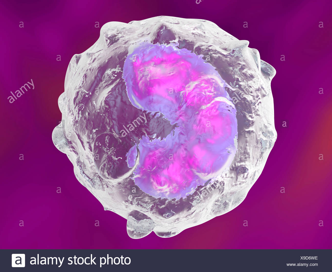 Monocyte High Resolution Stock Photography and Images - Alamy