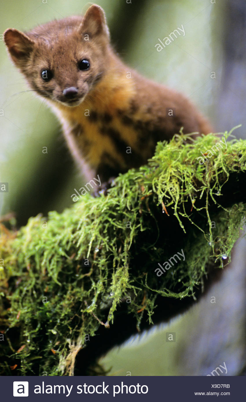Fisher Marten High Resolution Stock Photography and Images - Alamy