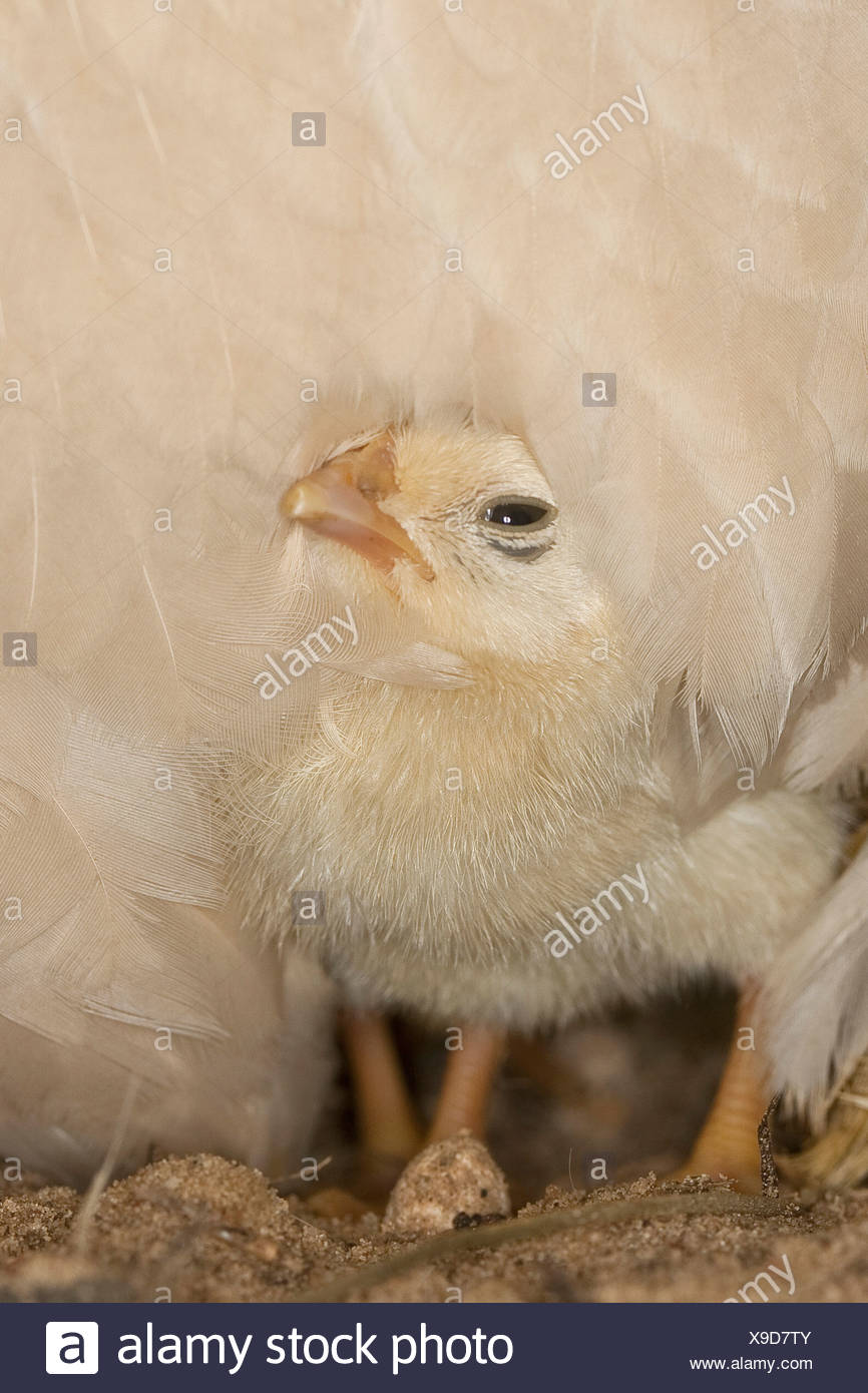 Bantam Gallus Gallus F Domestica High Resolution Stock Photography and ...