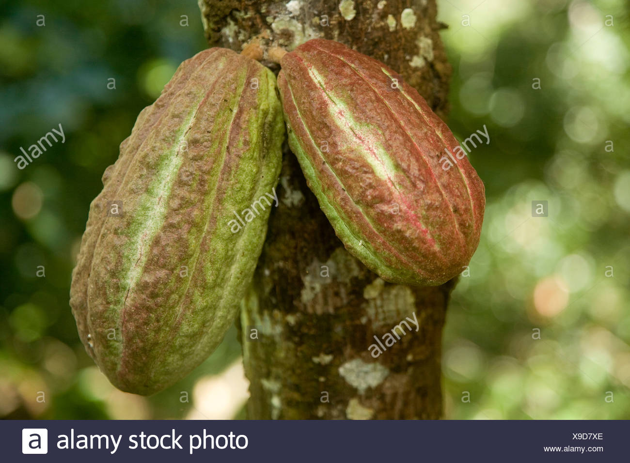 Fruit Processing High Resolution Stock Photography and Images - Alamy