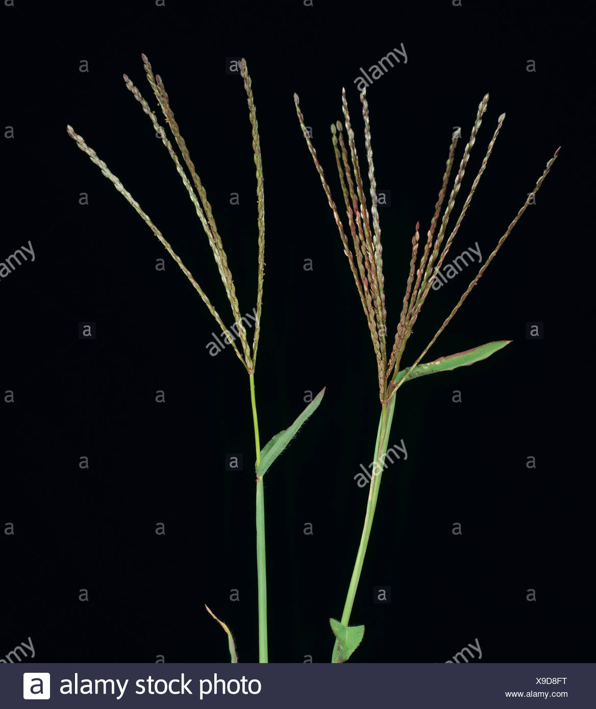 Large Crabgrass High Resolution Stock Photography and Images - Alamy