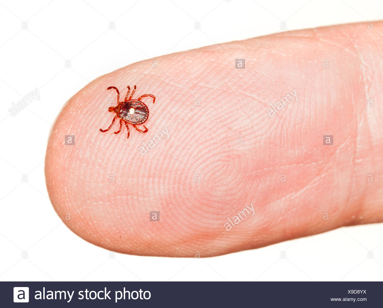 Tick Seed High Resolution Stock Photography and Images - Alamy