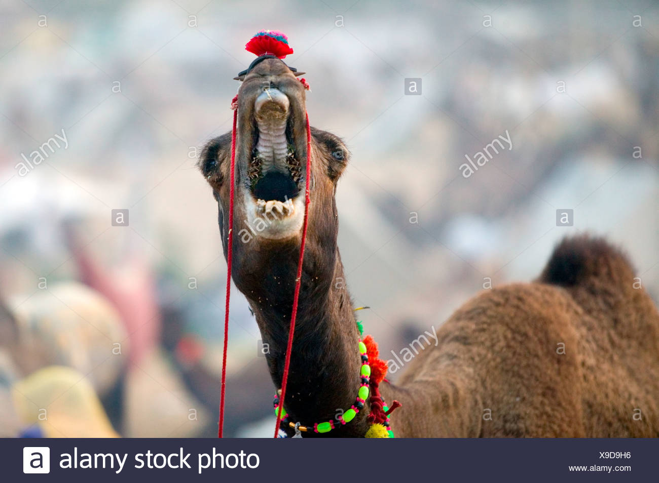 Laughing Camel High Resolution Stock Photography and Images - Alamy