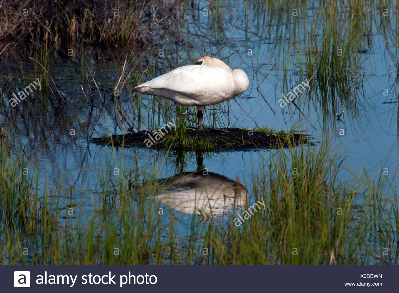 Trumpeter Swan Nest High Resolution Stock Photography and Images - Alamy